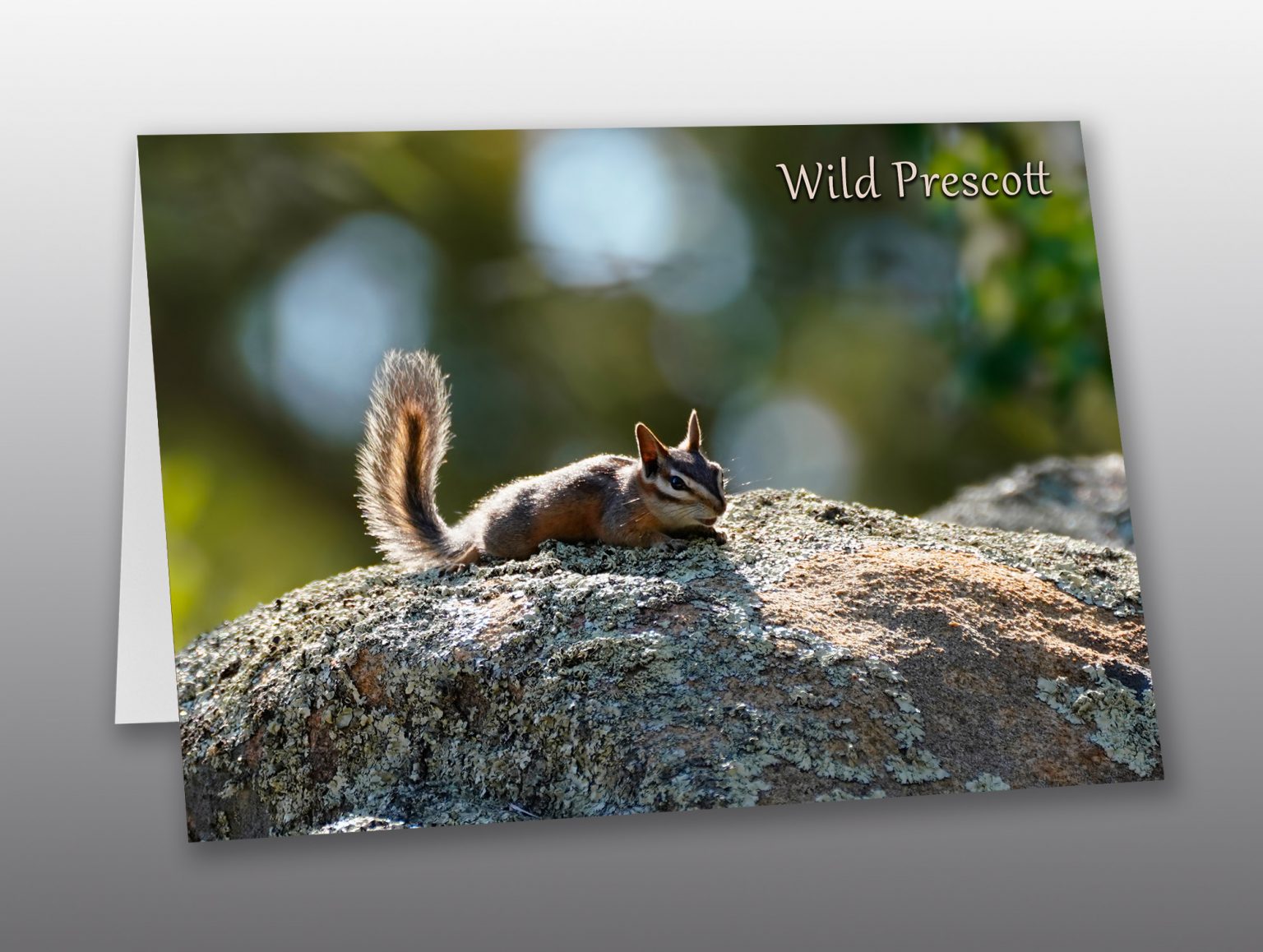 Chipmunk Enjoying the Morning Sun – Greeting Card – Moment of ...