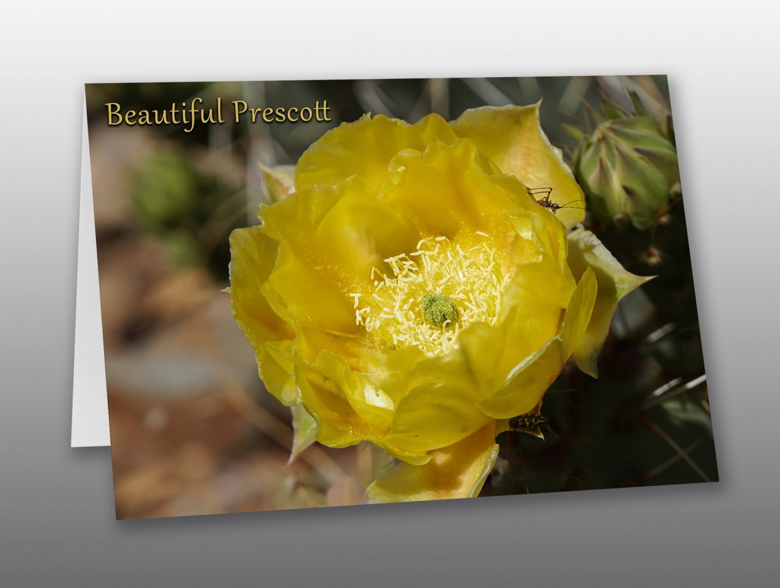 Flowers – Prickly Pear Cactus Flower – Greeting Card – Moment of ...