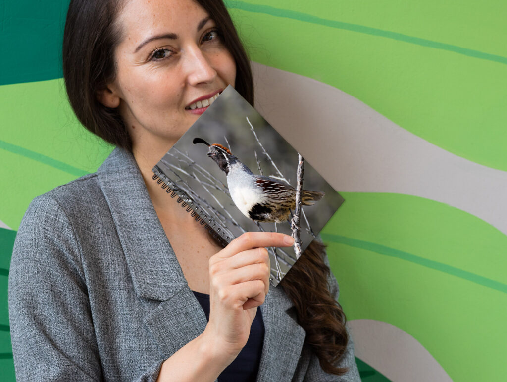 Spiral Notebook – Male Gambel’s Quail Crowing for a Mate – Moment of ...