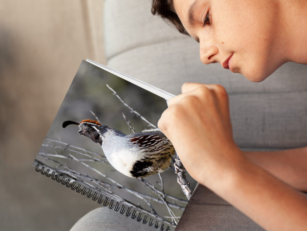 Spiral Notebook – Male Gambel’s Quail Crowing for a Mate – Moment of ...