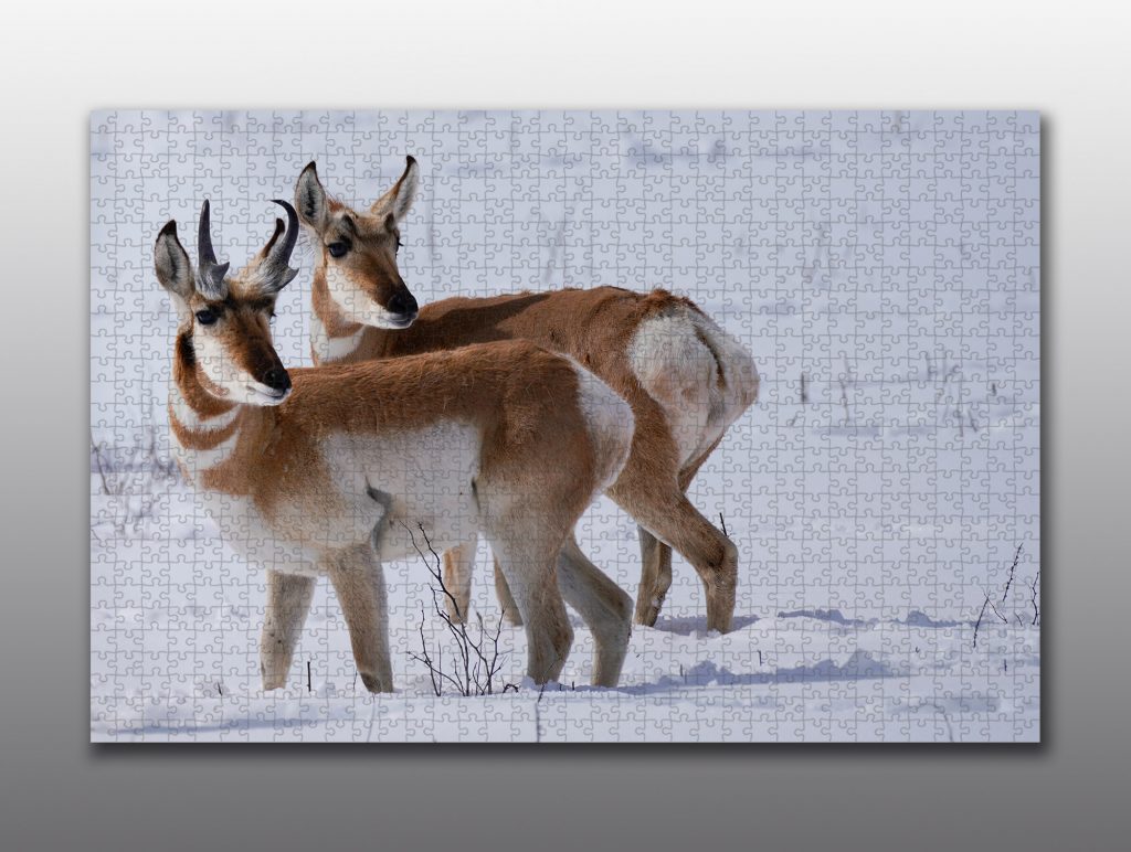 Jigsaw Puzzle – Pronghorn Antelope in the Winter Snow – Moment of ...