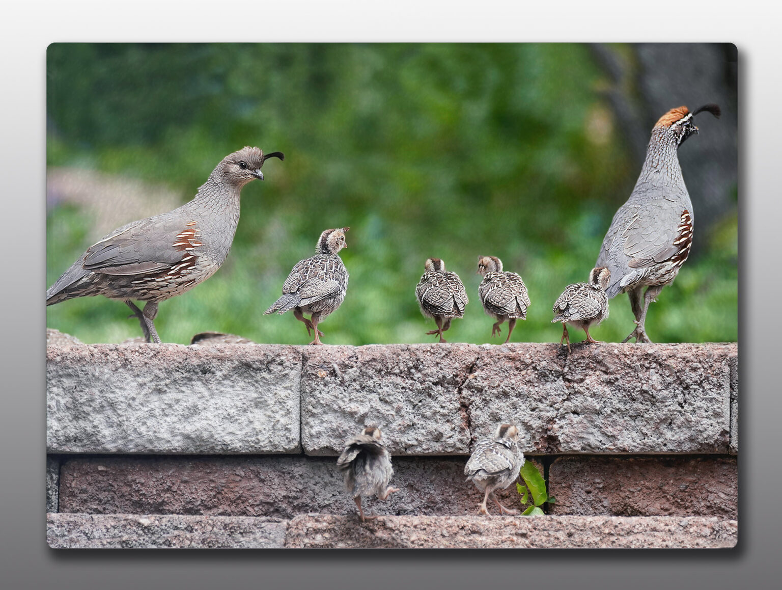 Glass Cutting Board – A Quail Family Outing – Moment of Perception ...