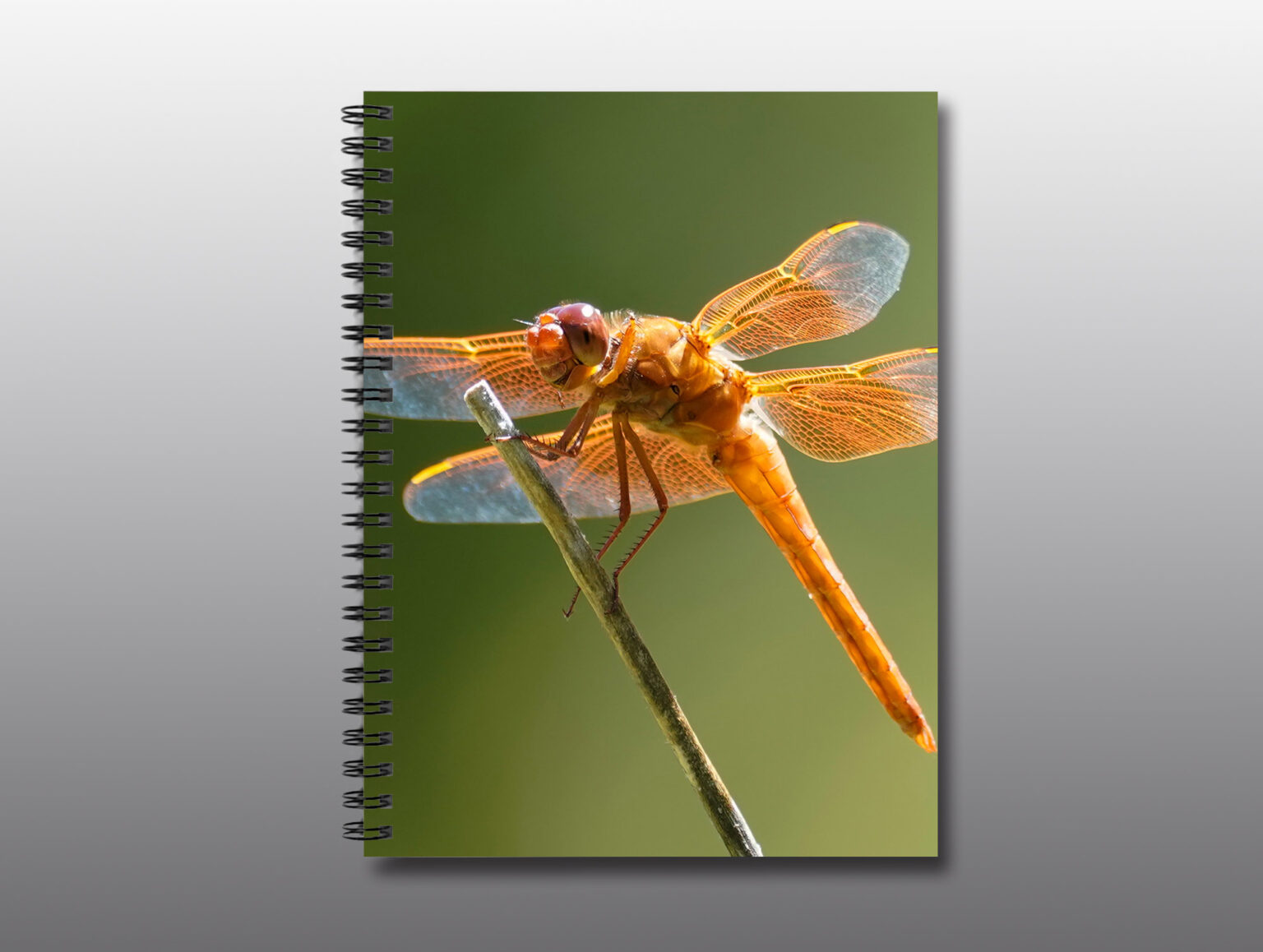 Spiral Notebook – Smiling Dragonfly – Moment of Perception Photography