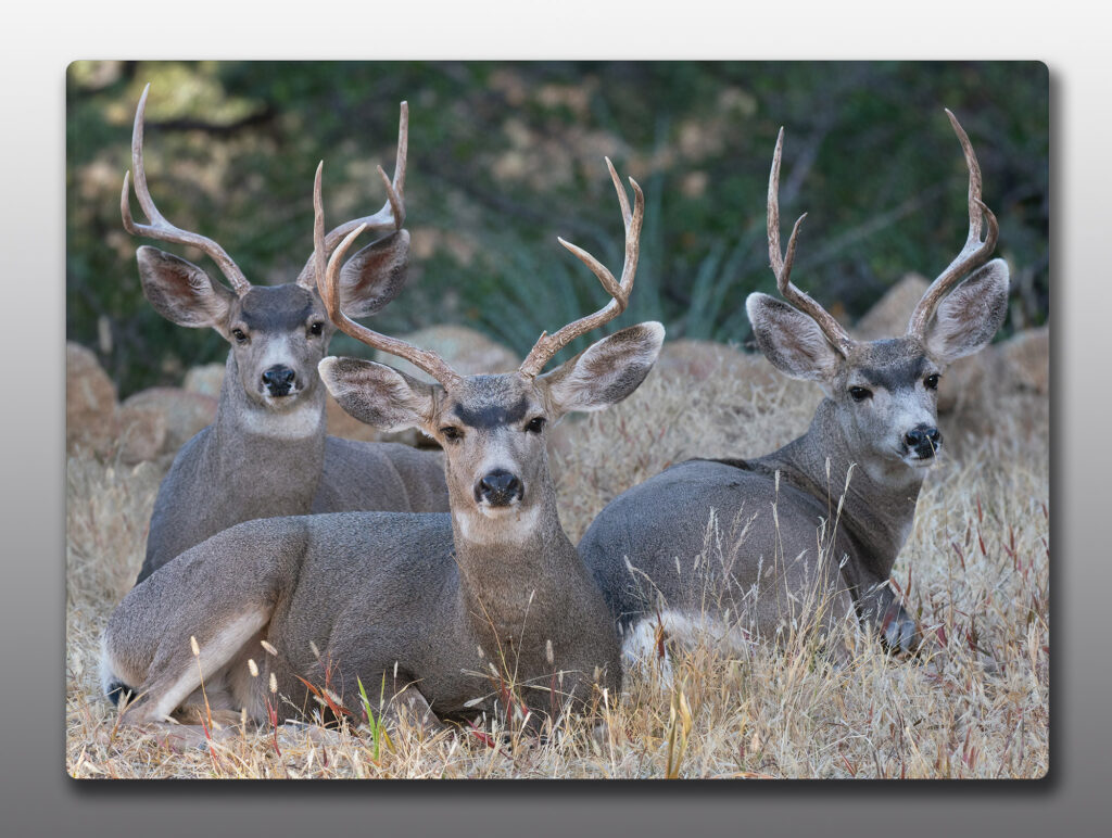 Glass Cutting Board – Three Mule Deer Bucks – Moment of Perception ...