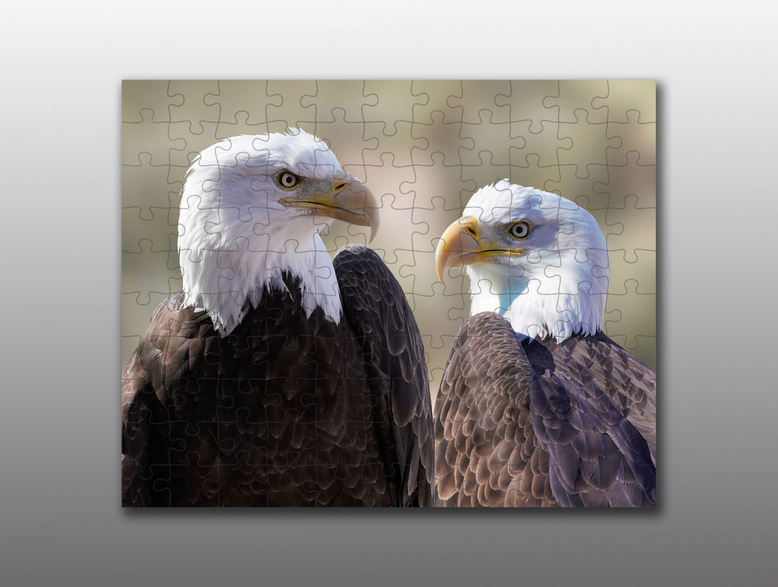Jigsaw Puzzle – The Two Faces of a Bald Eagle – Moment of Perception ...