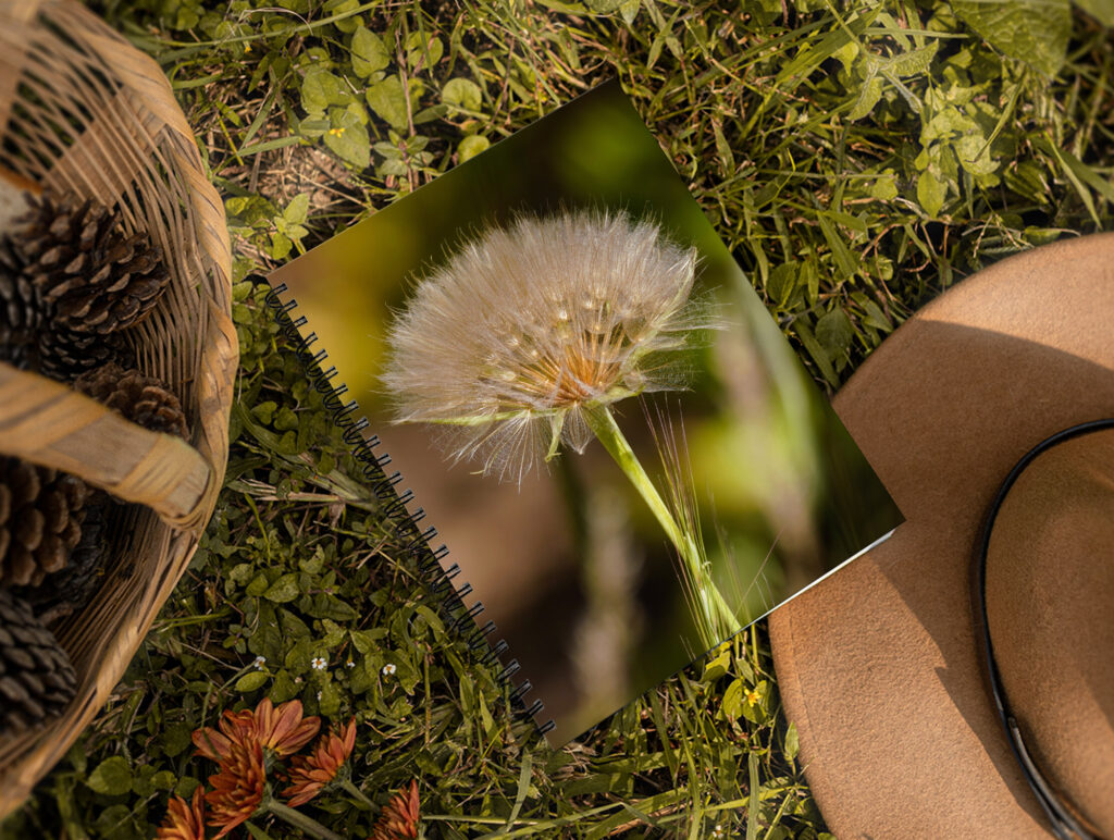 Spiral Notebook – Western Goat’s Beard – Moment of Perception Photography