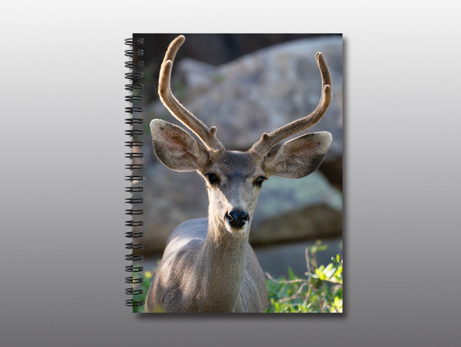 Spiral Notebook – Young Buck with His First Antlers – Moment of ...