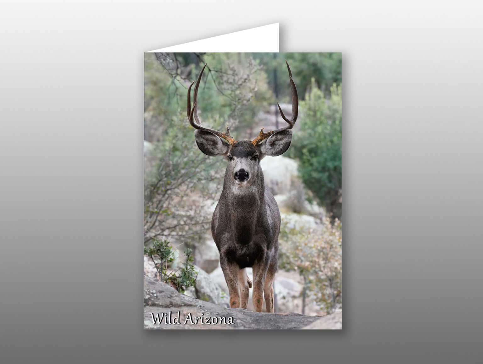 Deer – Majestic Mule Deer Buck – Greeting Card – Moment of Perception ...