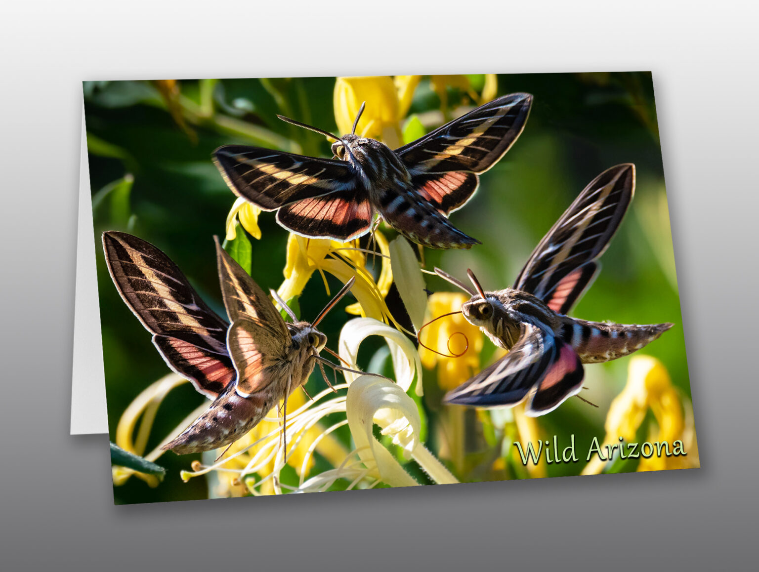 Butterflies – Striped Sphinx Moths – Greeting Card – Moment of ...