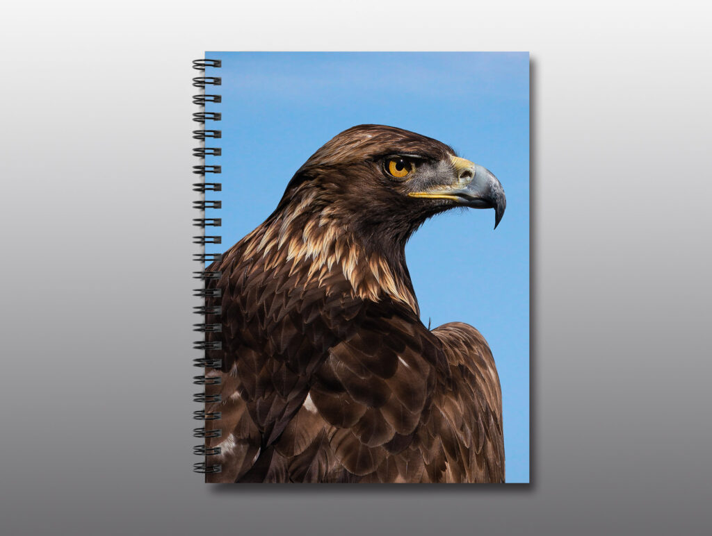 Spiral Notebook – Golden Eagle Portrait – Moment of Perception Photography