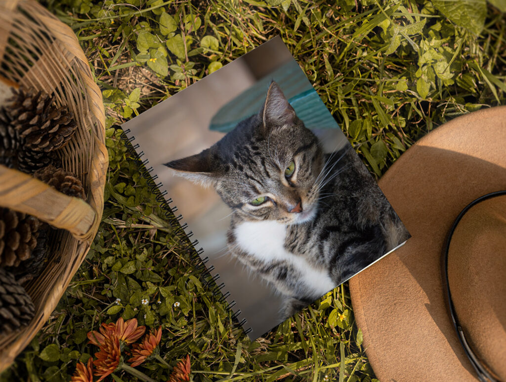 Spiral Notebook – Handsome Hazel Eyed Cat – Moment of Perception ...